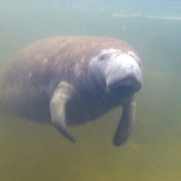 Peace on Earth, Goodwill to Manatees - A Rocha BlogA Rocha Blog